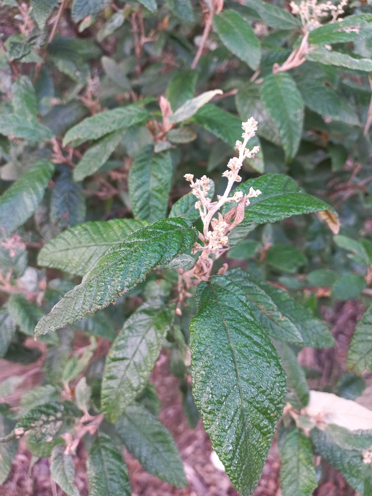 Tainui in July 2023 by Kjell Knable · iNaturalist