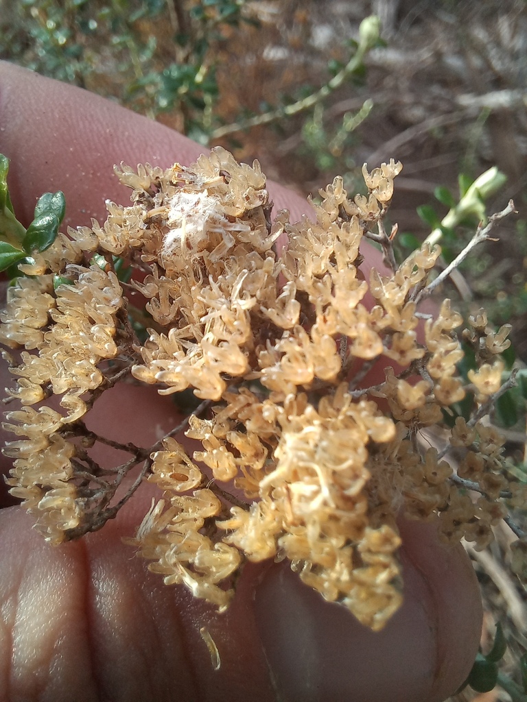 Grey Everlasting in July 2023 by Kjell Knable · iNaturalist