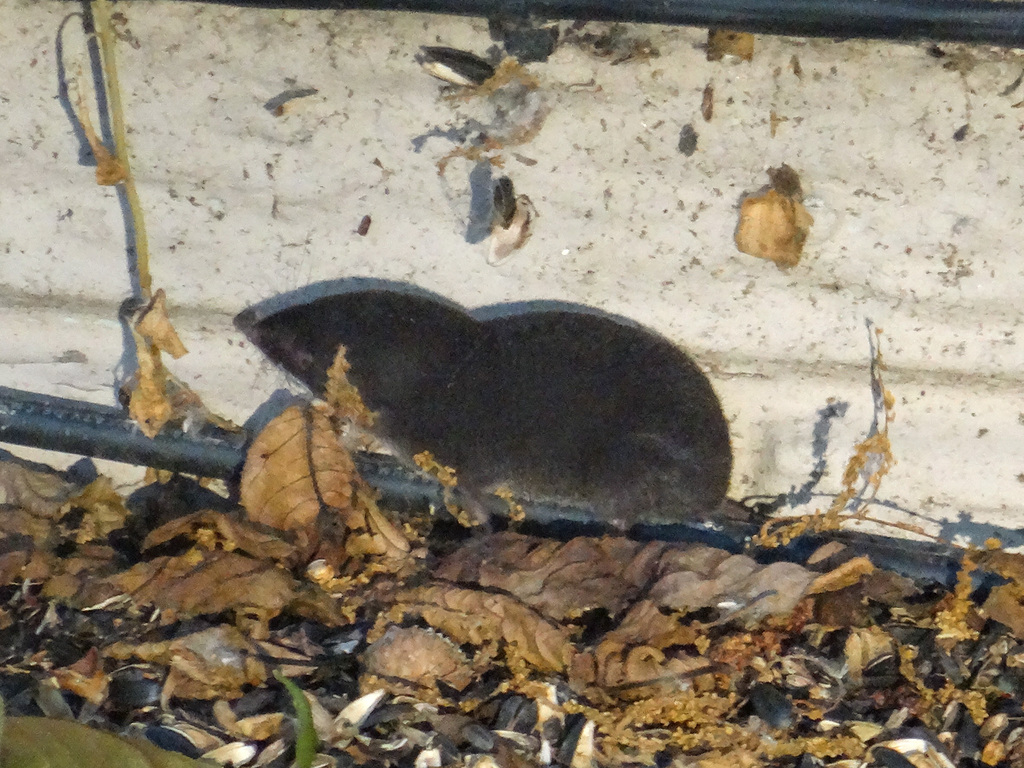 Northern Short-tailed Shrew from Marsue Cir NE, Cedar Rapids, IA, US on ...