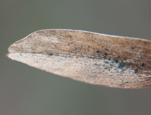 Family Phaeosphaeriaceae · iNaturalist