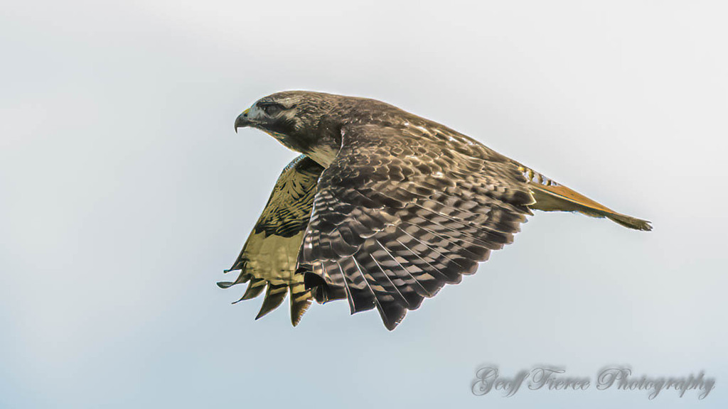 Red-tailed Hawk from Rockwood, MB R0C, Canada on July 7, 2023 at 02:03 ...
