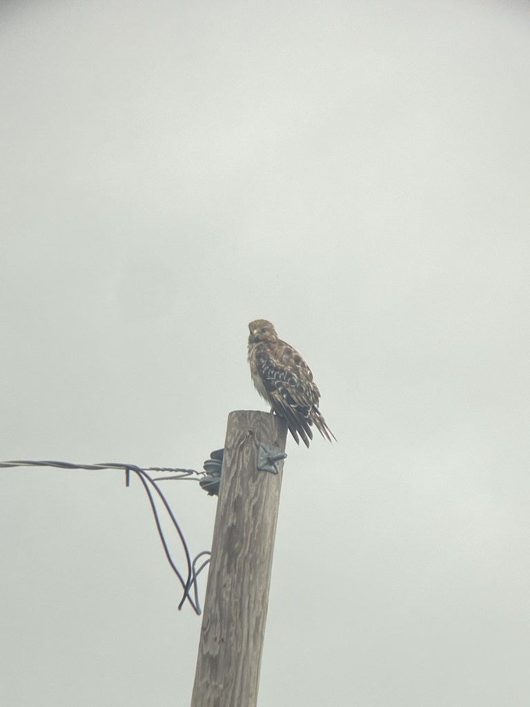 Red-shouldered Hawk from W 39th Pl, Gary, IN, US on July 8, 2023 at 08: ...