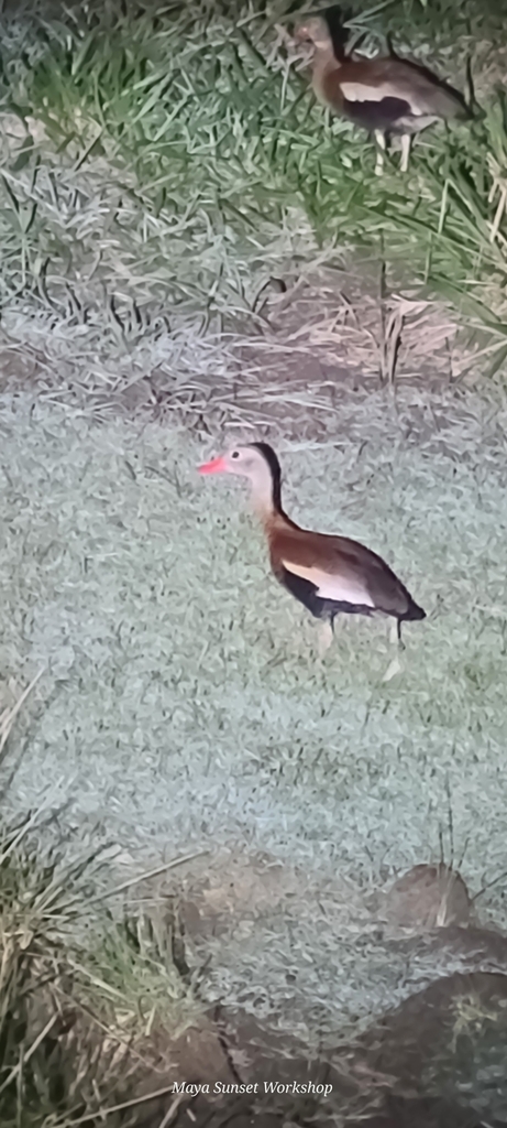Black-bellied Whistling-Duck from MAYA SUNSET WORKSHOP on July 7, 2023 ...