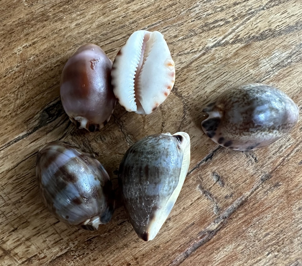 little Arabian cowrie from Santa Cruz, Guanacaste, CR on July 7, 2023 ...