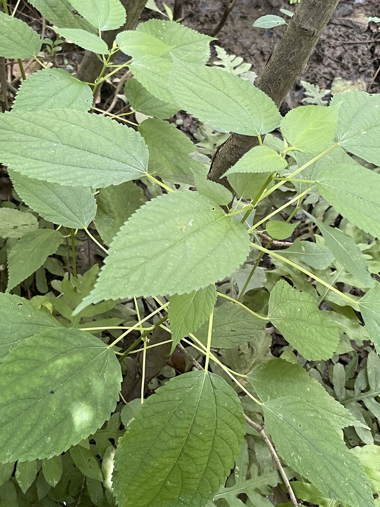 false nettle from Loch Lomond Cir, Watkinsville, GA, US on July 7, 2023 ...