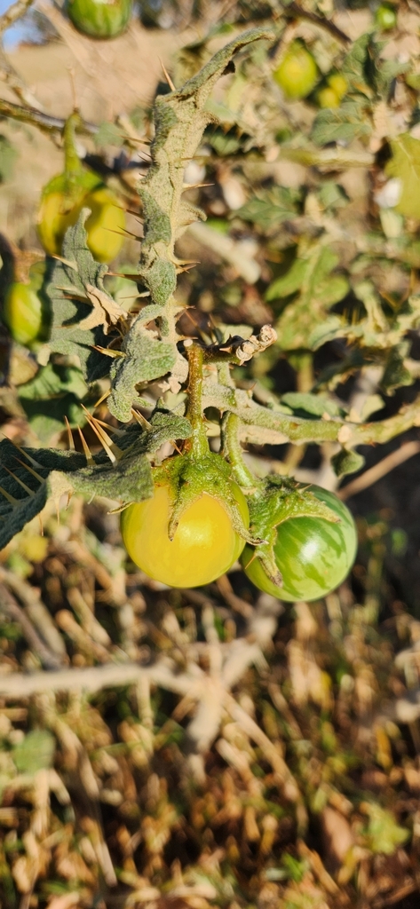 Solanum umtuma from Emnambithi/Ladysmith Municipality, South Africa on ...