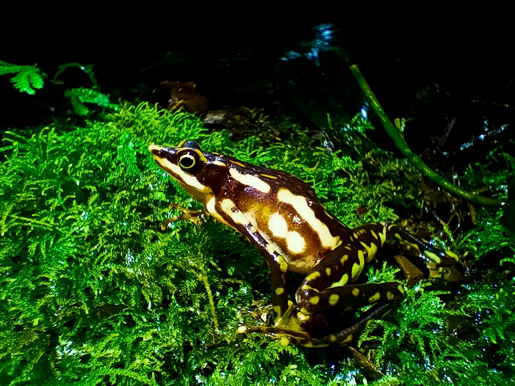 Scrawny Stubfoot Toad in July 2023 by gabriel taimal · iNaturalist