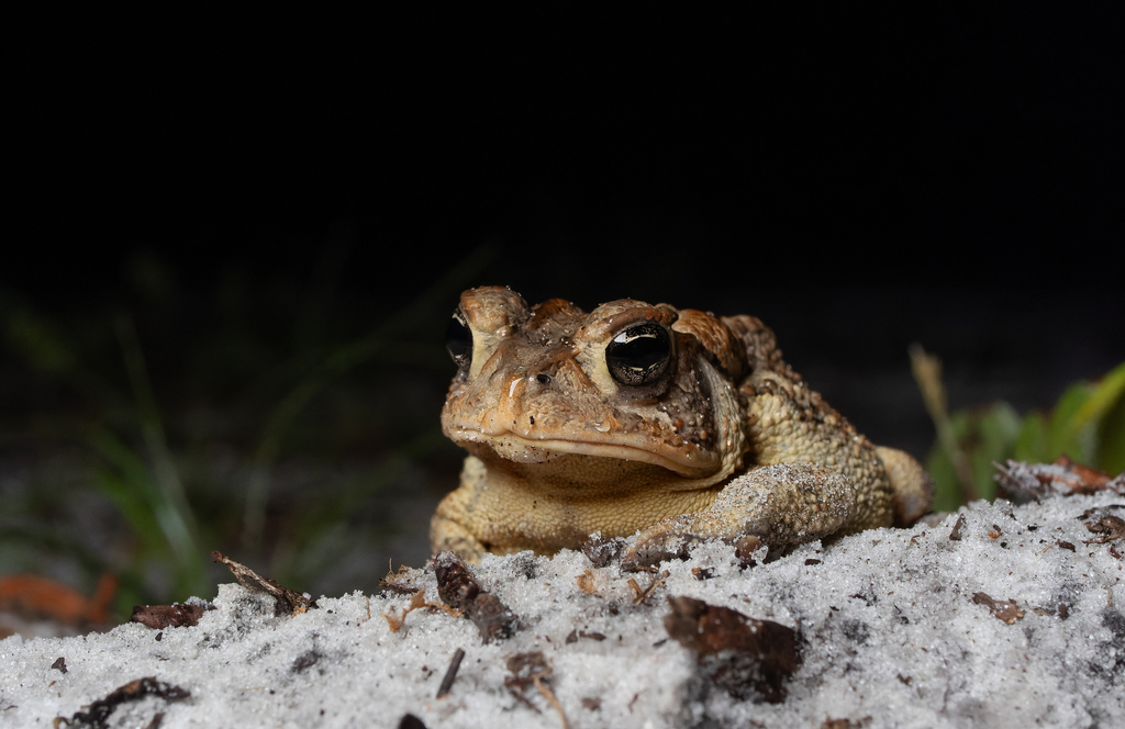 Southern Toad in July 2023 by Ryan Gooseman · iNaturalist