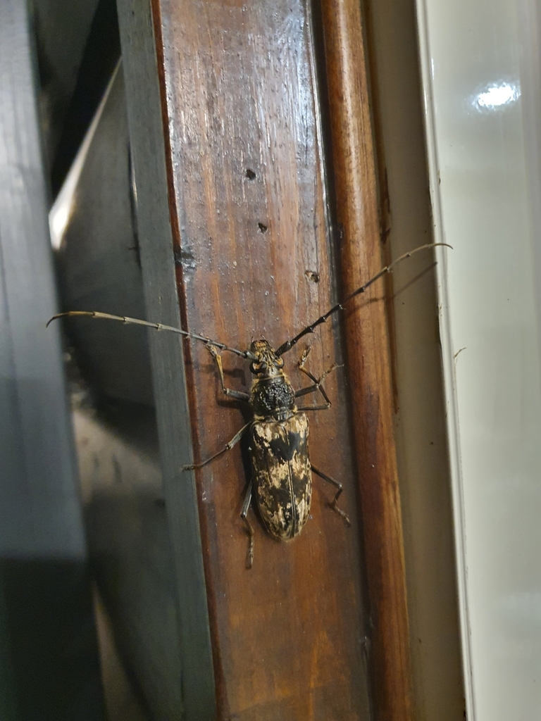 Trirachys orientalis from 99, 復興區桃園市台灣 336 on July 8, 2023 at 09:00 PM ...