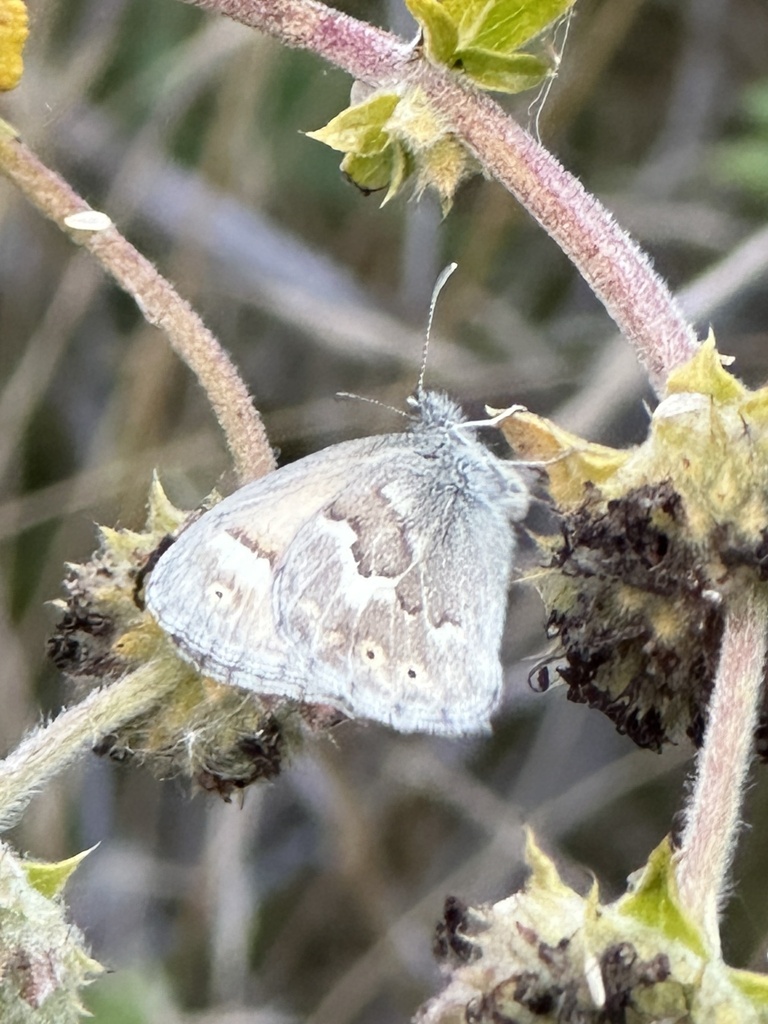 Common Ringlet from Del Mar Mesa, San Diego, CA, US on July 8, 2023 at ...