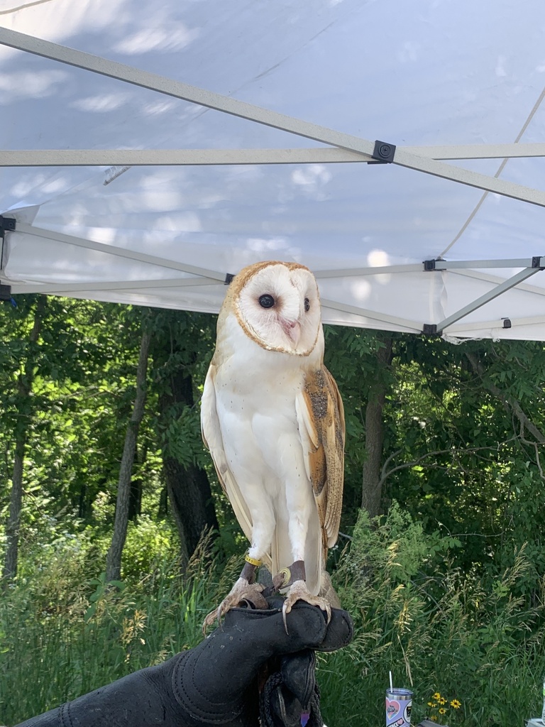 Barn Owl from S Tenth Ave, Coralville, IA, US on July 8, 2023 at 10:39 ...