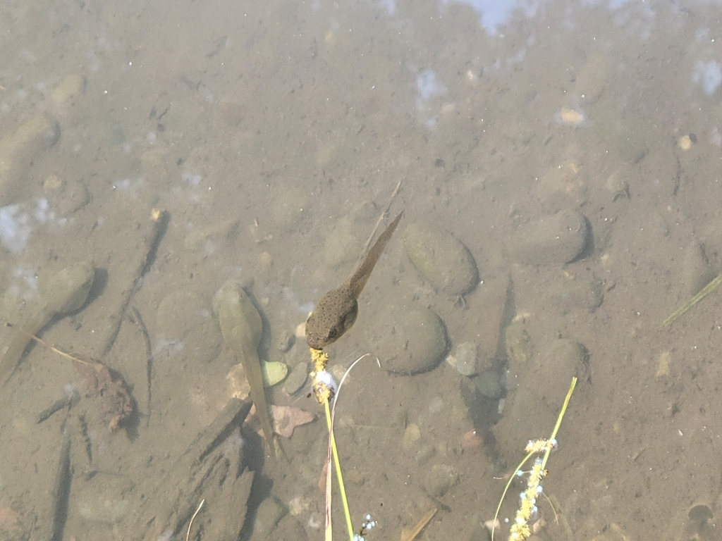 Green Frog from Bronx County, US-NY, US on July 8, 2023 at 11:27 AM by ...