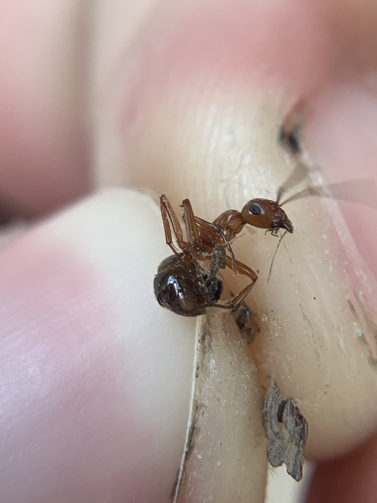 pallidefulva-group Field Ants in July 2023 by William Phillips ...