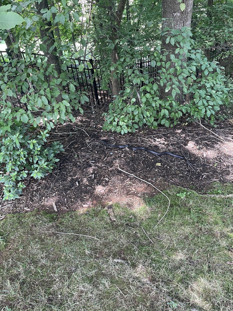 Eastern/Gray Ratsnake Complex from Fox Hedge Rd, Charlotte, NC, US on ...