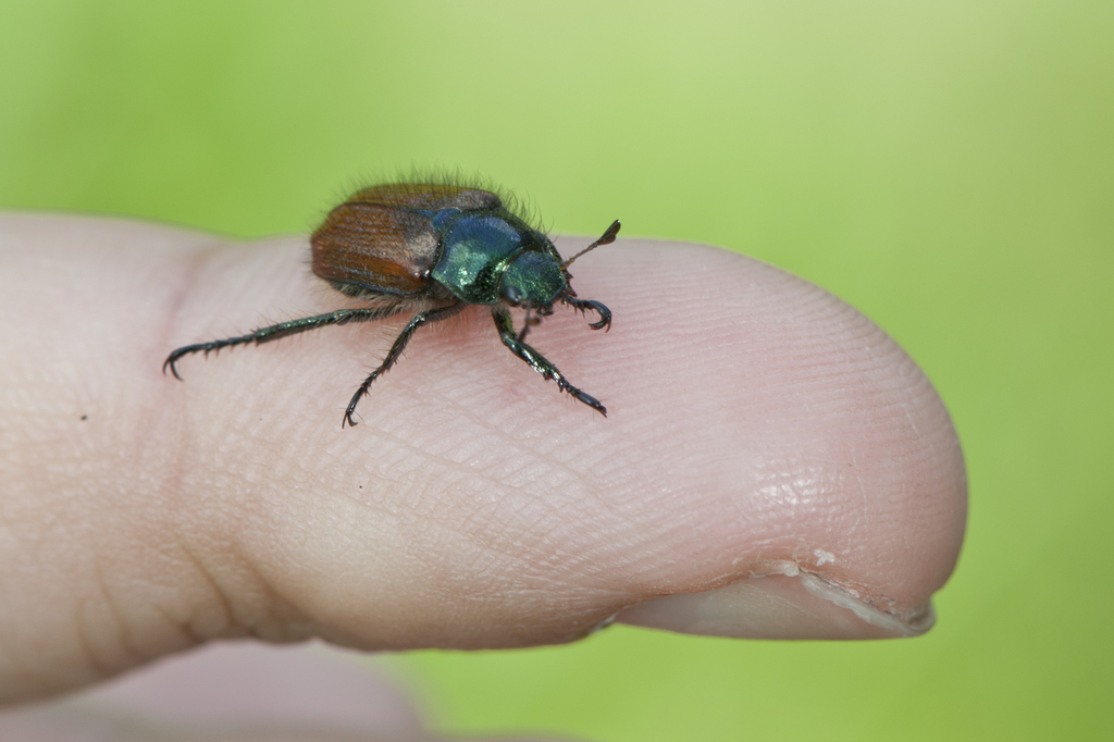 Garden Chafer from Băneasa Forest, Bucharest, Romania on June 7, 2012 ...