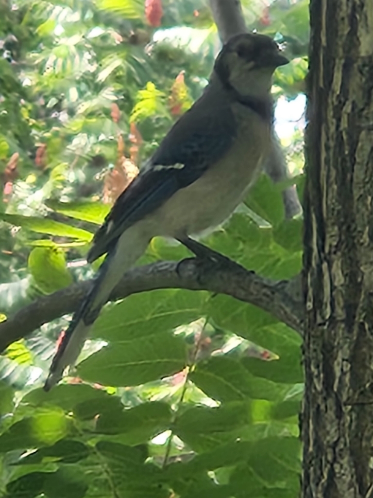Blue Jay from Oakville on July 8, 2023 at 12:40 PM by Steven Dai ...