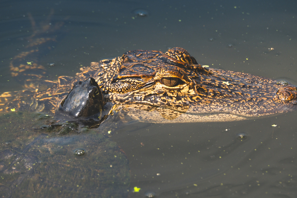 American Alligator in July 2023 by Ariel Ashcraft · iNaturalist