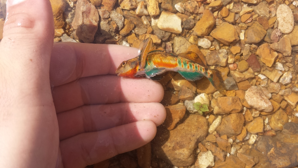 Missouri Saddled Darter from Phelps County, MO, USA on April 14, 2016 ...