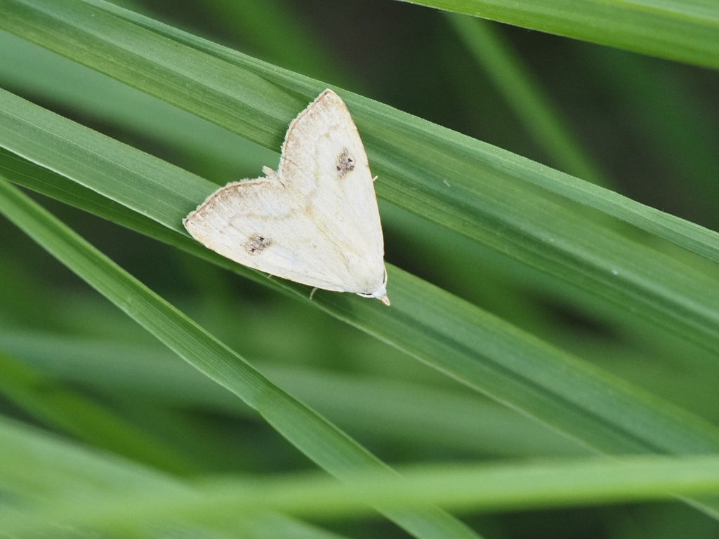 Straw Dot in July 2023 by mithofa · iNaturalist