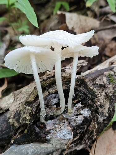 Genus Heliomyces · iNaturalist