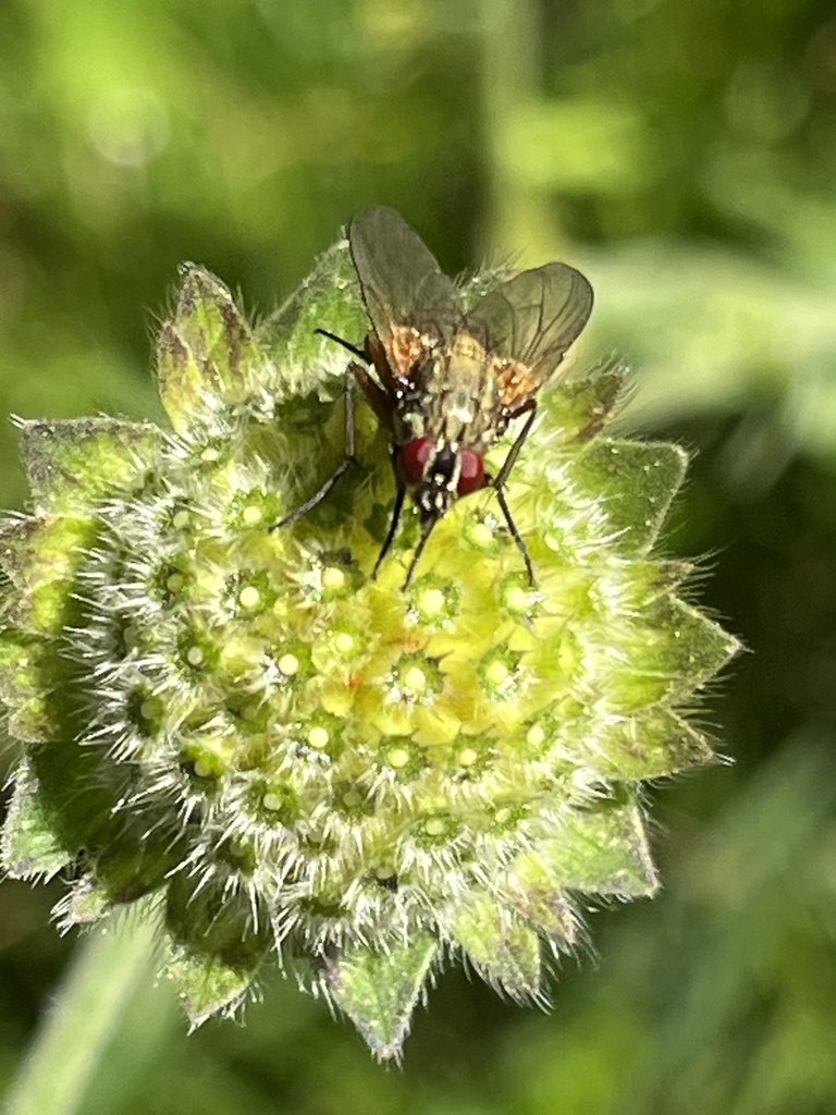 Phaonia angelicae from Örmo, Tingsryd, G, SE on July 8, 2023 at 09:28 ...