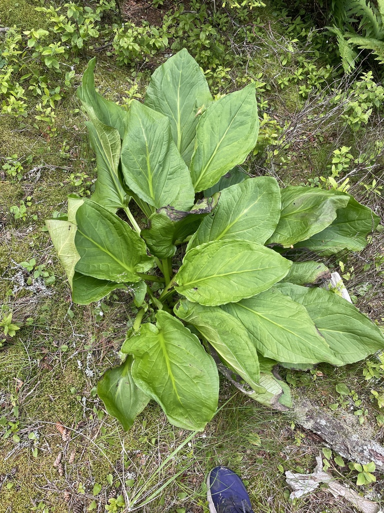 Eastern Skunk Cabbage from Swans Island, Swans Island, ME, US on July 7 ...