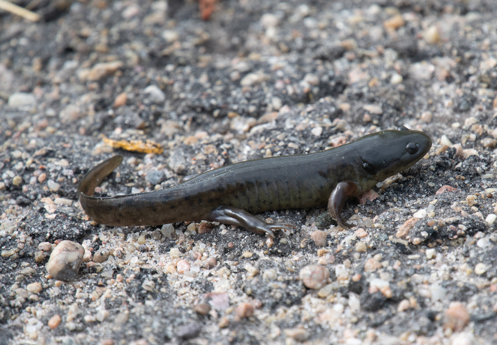 Barred Tiger Salamander from Cherry County, NE, USA on July 6, 2023 at ...