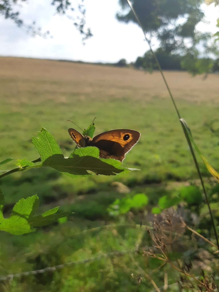 Meadow Brown from Écalles-Alix, France on July 8, 2023 at 05:41 PM by ...