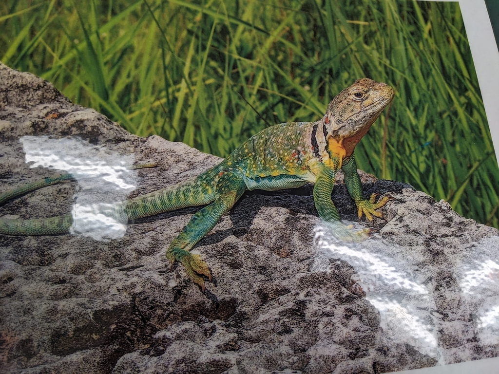 Eastern Collared Lizard from Franklin County, US-MO, US on June 23 ...