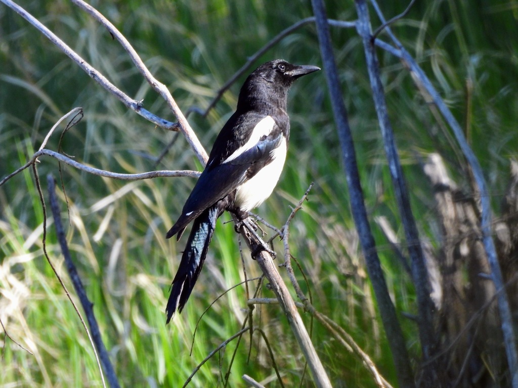 Black-billed Magpie from Pete's Lake, Colorado 81235 on June 23, 2023 ...