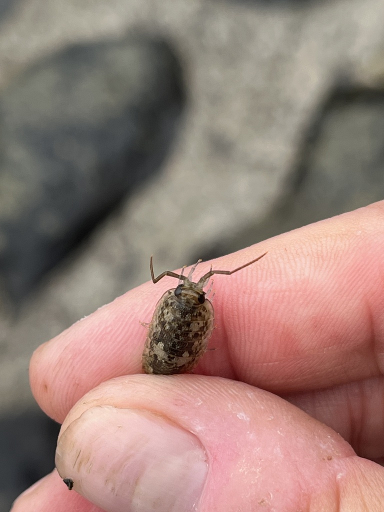 Common Sea Slater from Trinity Crescent, Edinburgh, Scotland, GB on ...
