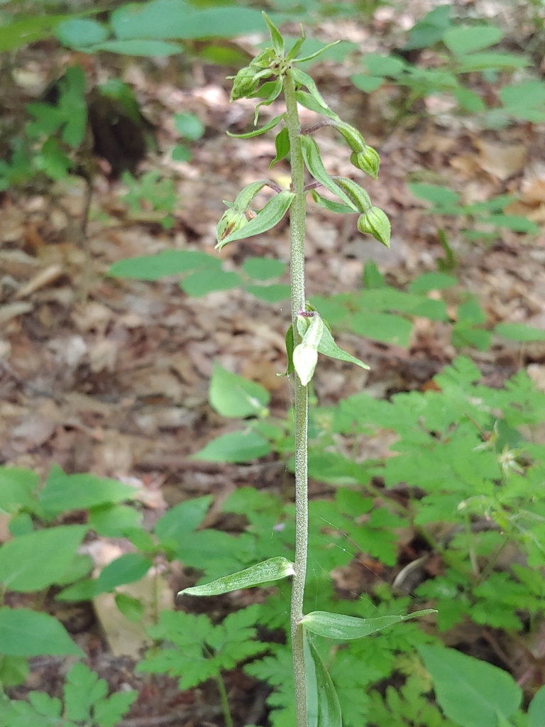 Broad-leafed Helleborine from Blaine Township, MI, USA on July 8, 2023 ...