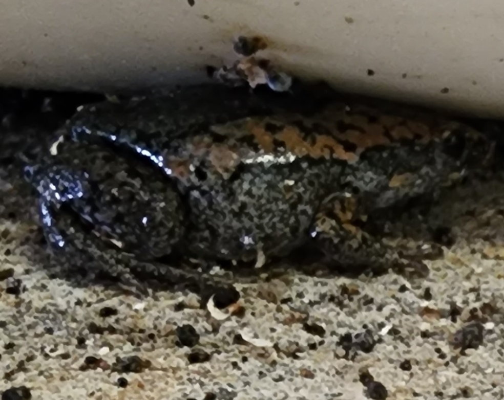 Eastern Narrow-mouthed Toad from South Carolina, US on July 6, 2023 at ...