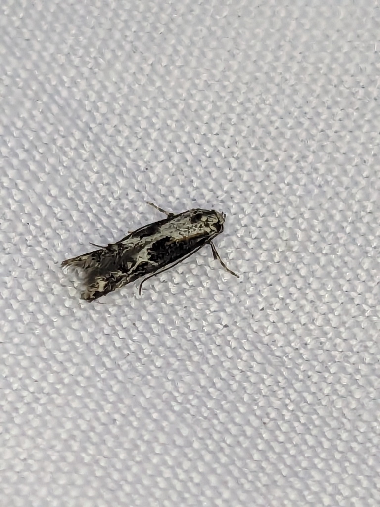 Apple Pith Moth from Colchester CO4, UK on July 7, 2023 at 10:57 PM by ...