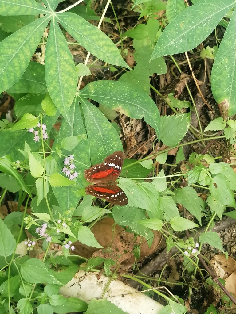 Red Peacock from Marcabeli, Ecuador on July 8, 2023 at 02:36 PM by ...