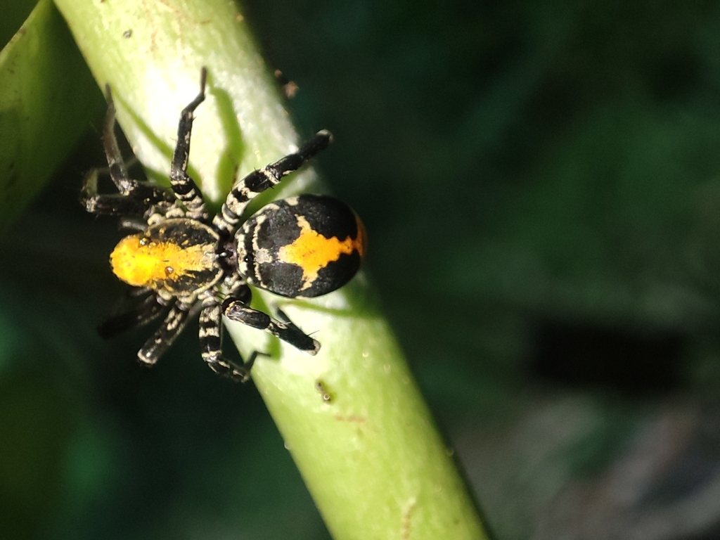 Castianeira azteca from 95879 Ver., México on July 7, 2023 at 06:32 PM ...