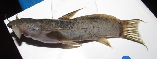 Chota Climbing Catfish (Astroblepus chotae) · iNaturalist