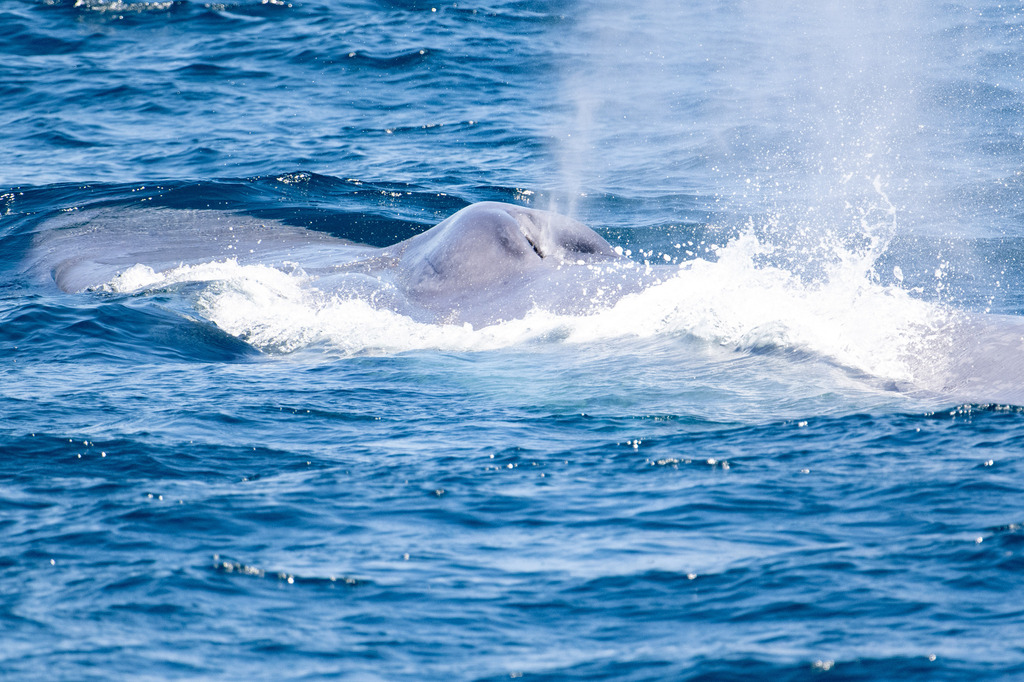 Blue Whale in July 2023 by Nancy Christensen · iNaturalist