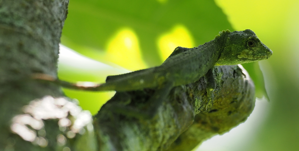 Diploderma polygonatum polygonatum in July 2023 by S Dowell · iNaturalist