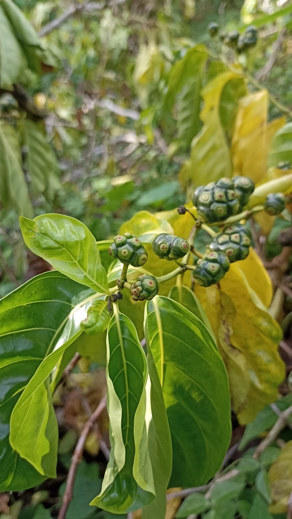 Morinda lucida from Príncipe, São Tomé e Príncipe on April 22, 2023 at ...