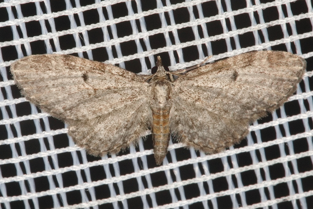 Slender Pug from 94051 Hauzenberg, Deutschland on July 4, 2023 at 10:53 ...