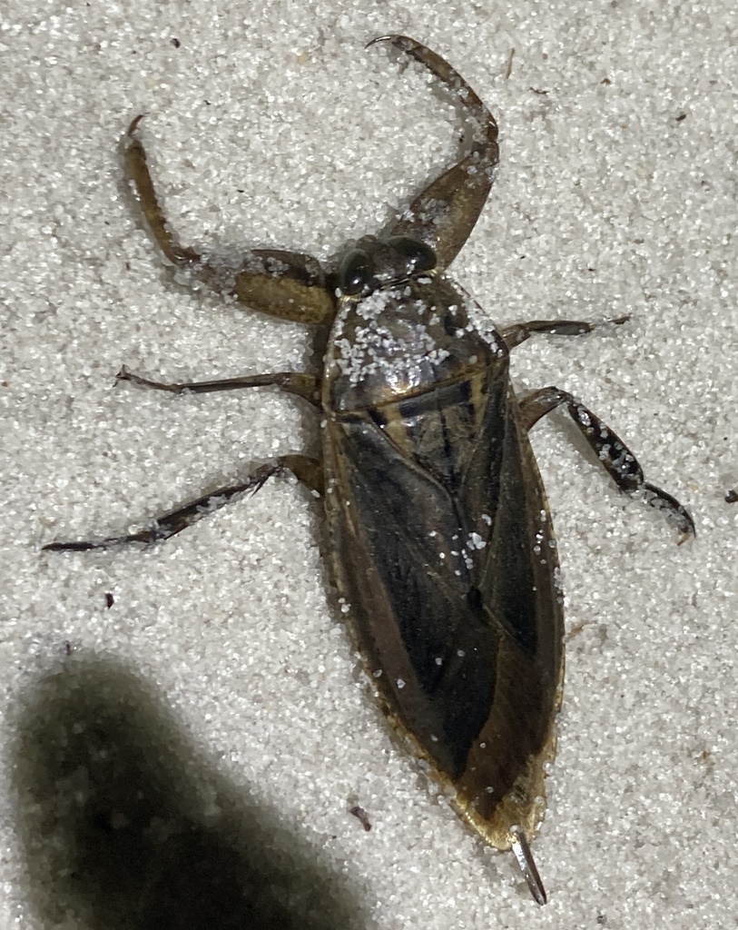 Uhler's Giant Water Bug from Main Dr, Venus, FL, US on July 7, 2023 at ...