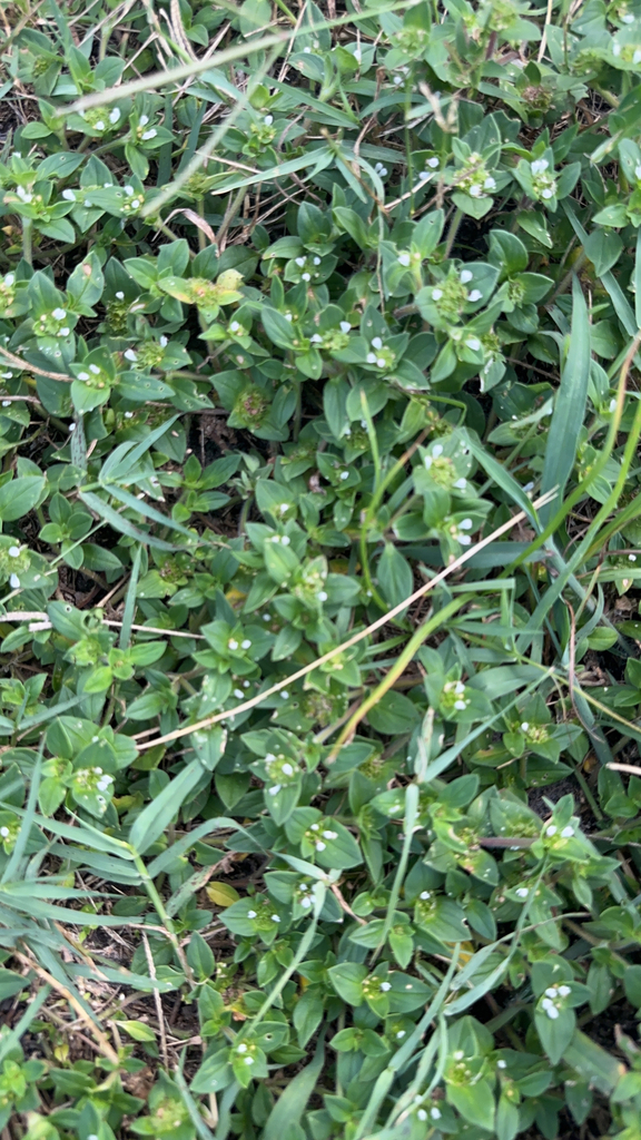 Florida Pusley from Tampa on July 8, 2023 at 07:04 PM by Thomas ...