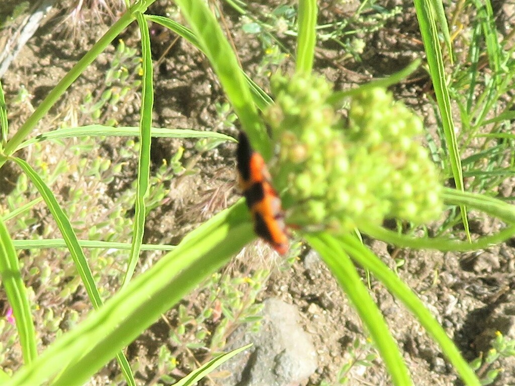 Large Milkweed Bug from Riverside County, CA, USA on July 7, 2023 at 10 ...