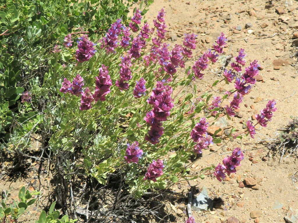 Rose Sage from Riverside County, CA, USA on July 7, 2023 at 11:47 AM by ...