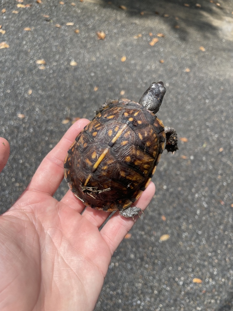 Gulf Coast Box Turtle in July 2023 by Dylan Beck. Little man crossing ...