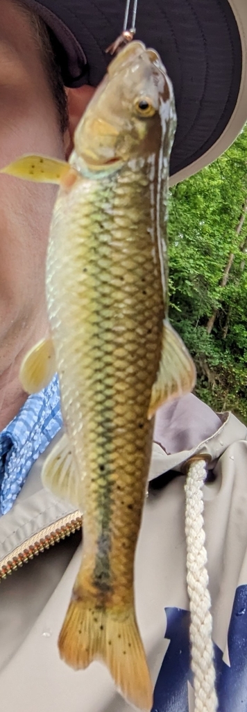 River Chub from Keep Loudoun Beautiful Park on May 29, 2023 at 10:48 AM ...