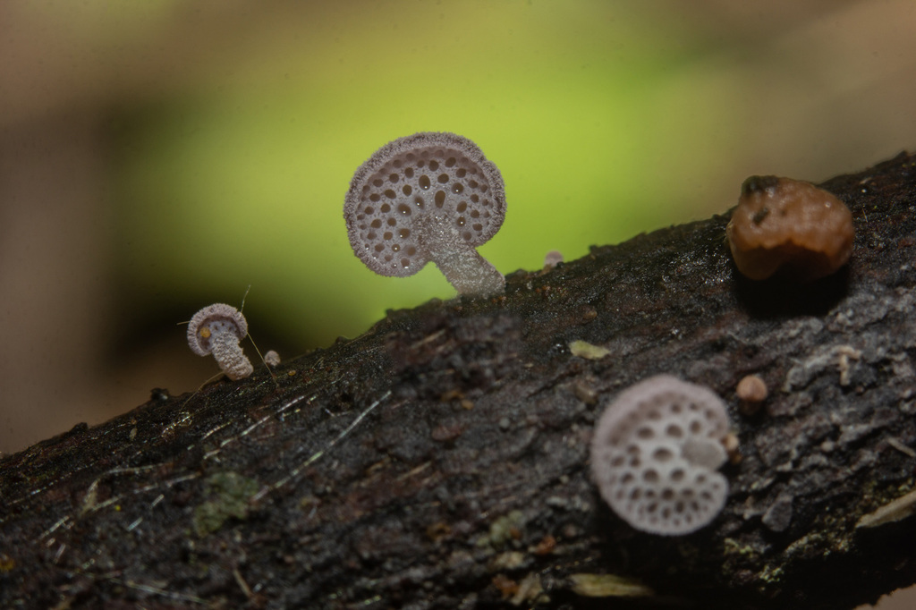 Favolaschia from Quebrada de Córdova on July 8, 2023 at 01:14 PM by ...