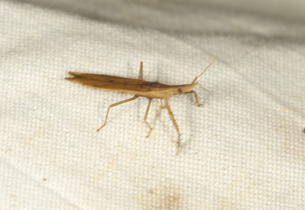 Pnirontis modesta from Trailside Museum, Ward Pound Ridge, Wesctchester ...