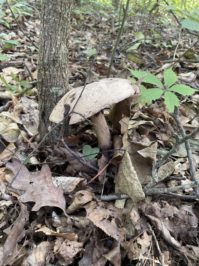 Black Velvet Bolete from Nashville, IN, US on July 7, 2023 at 12:42 PM ...